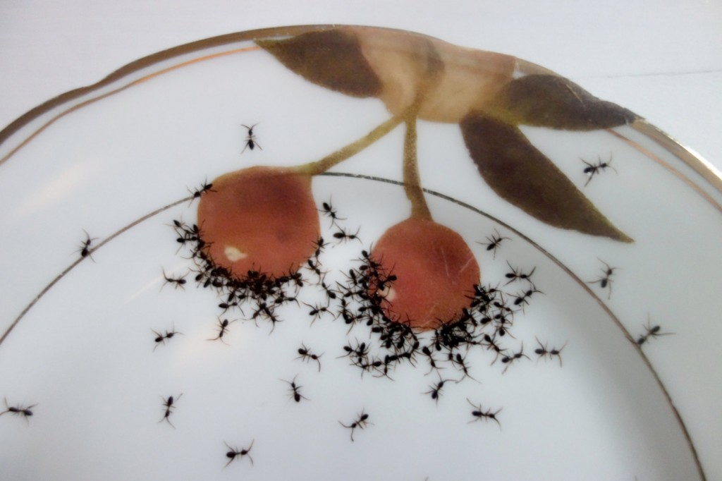 Hand-Painted Ants on Vintage Porcelain Plates by La PhilieArthaus